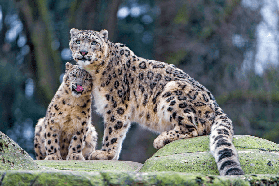 MOTHER LEOPARD’S REQUEST – TO TOURISTS VISITING THE MIGHTY KARAKORUM 1