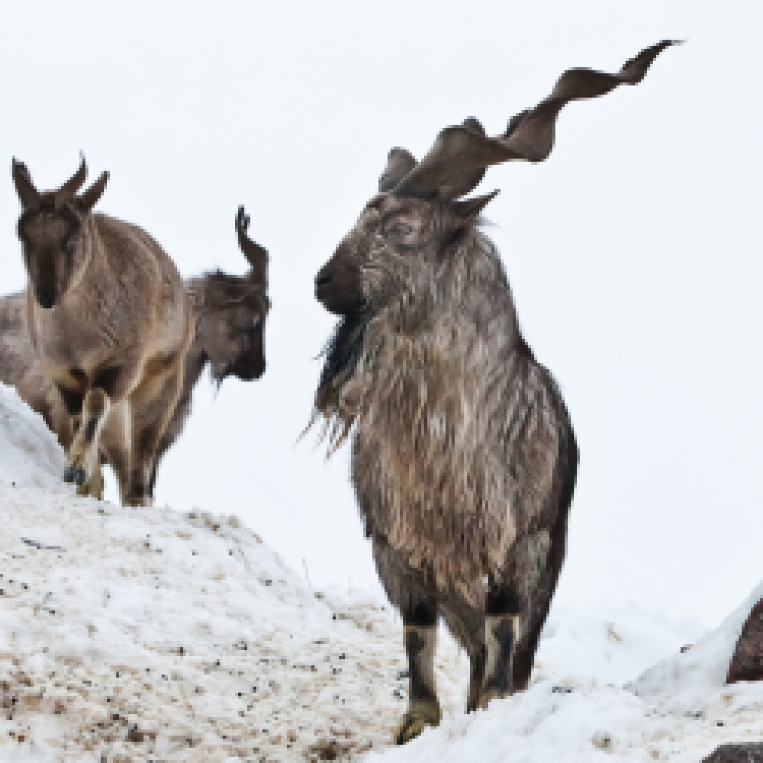 Trophy Hunting in Pakistan - Nature Conservation Through Controlled ...