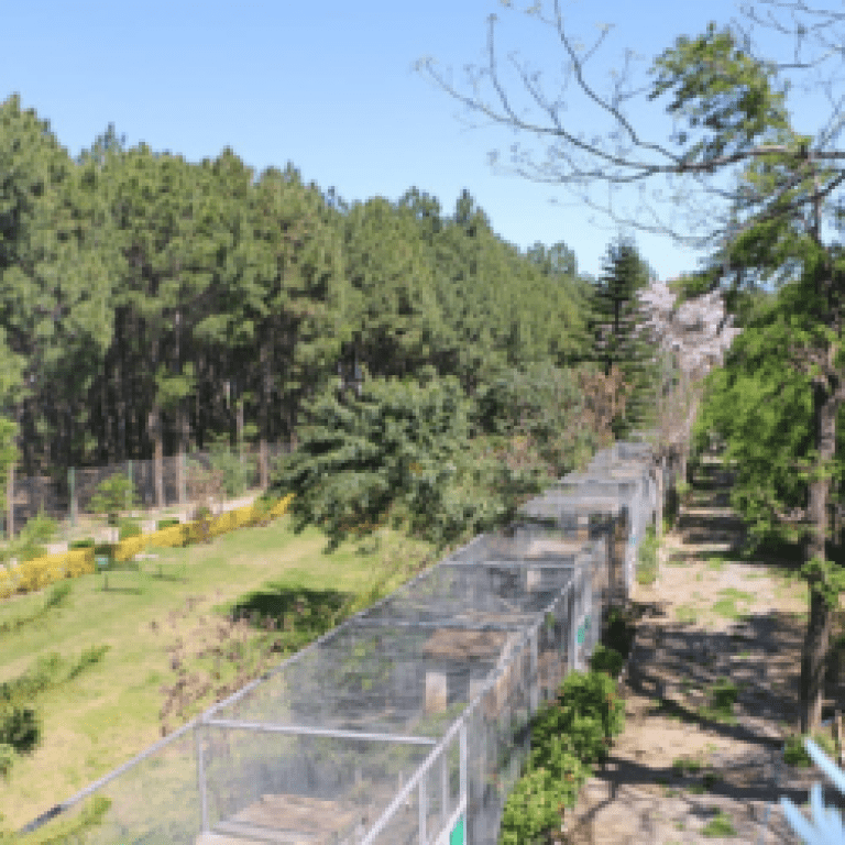 Dhodial Pheasantry: Best Feathered Home in Hazara - Gypsy Traces and Tours