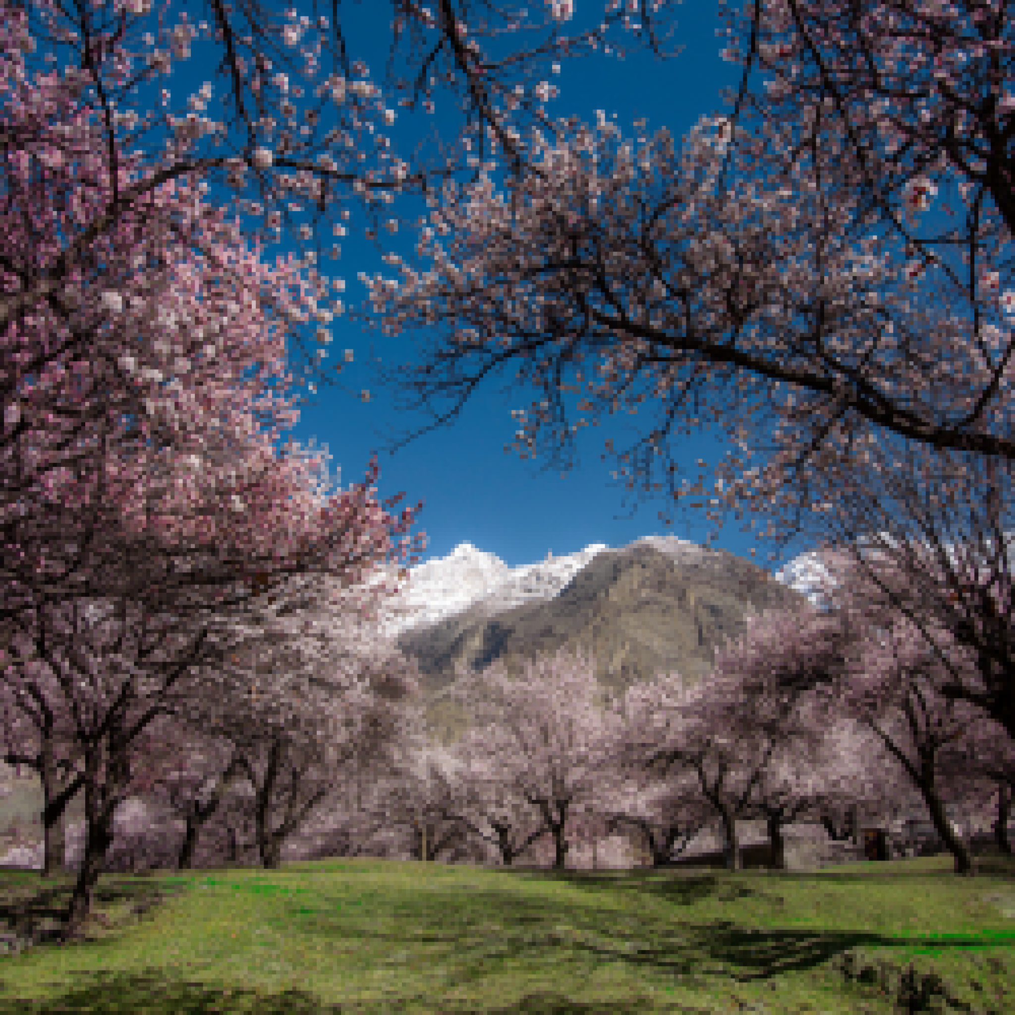 Cherry Blossom Season: A Symphony of Bloom in Pakistan - Gypsy Traces ...