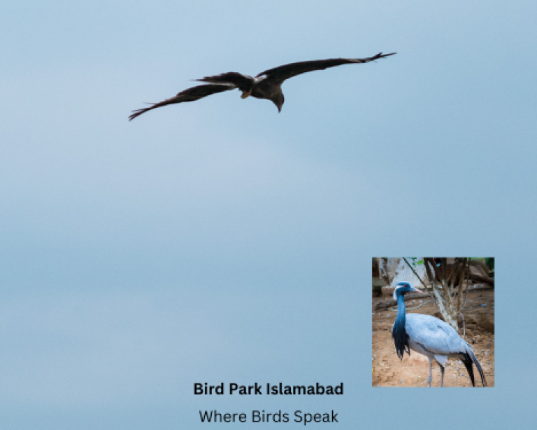 Bird Park Islamabad: Where Birds Speak 1000 Words - Gypsy Traces and Tours