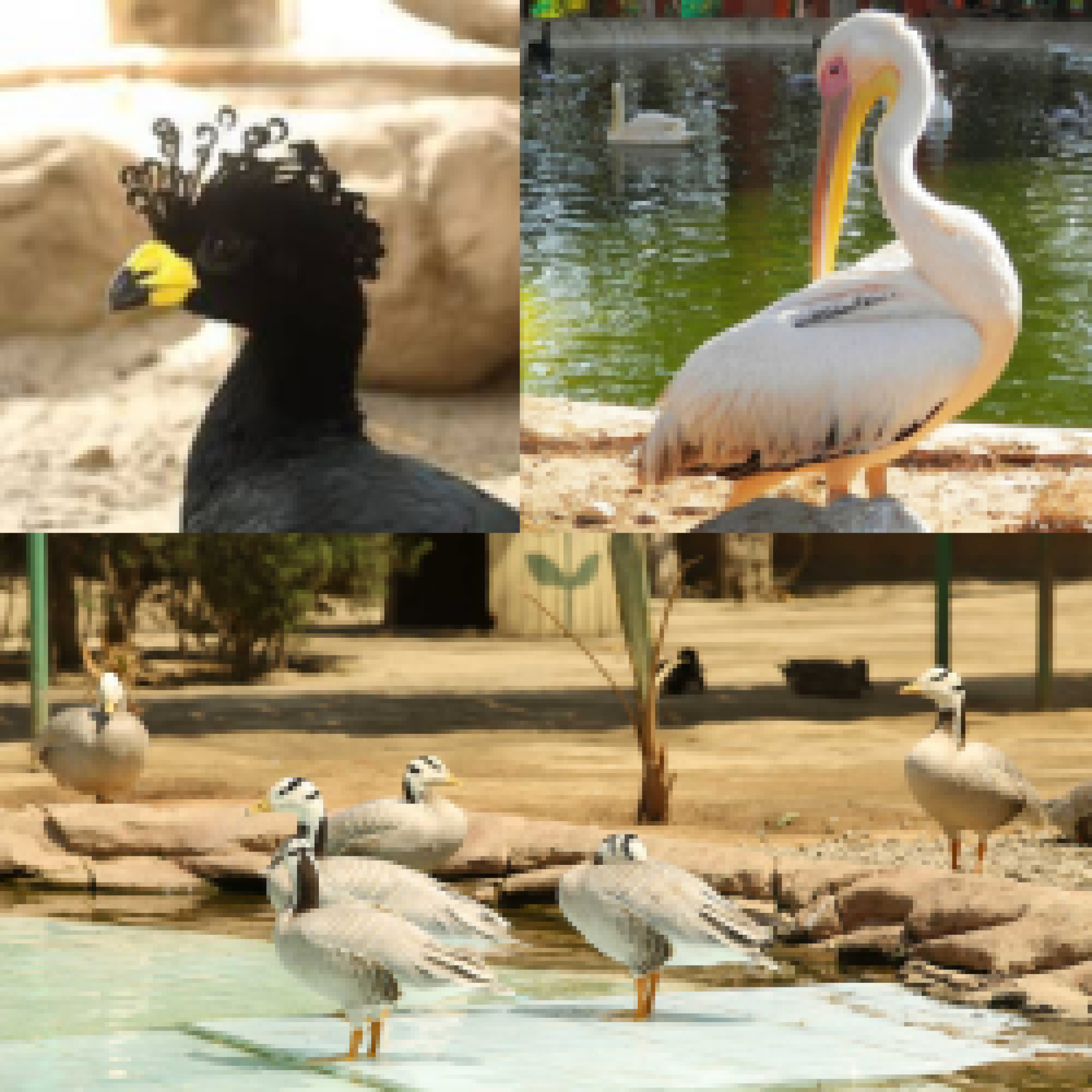 Bird Park Islamabad: Where Birds Speak 1000 Words - Gypsy Traces and Tours