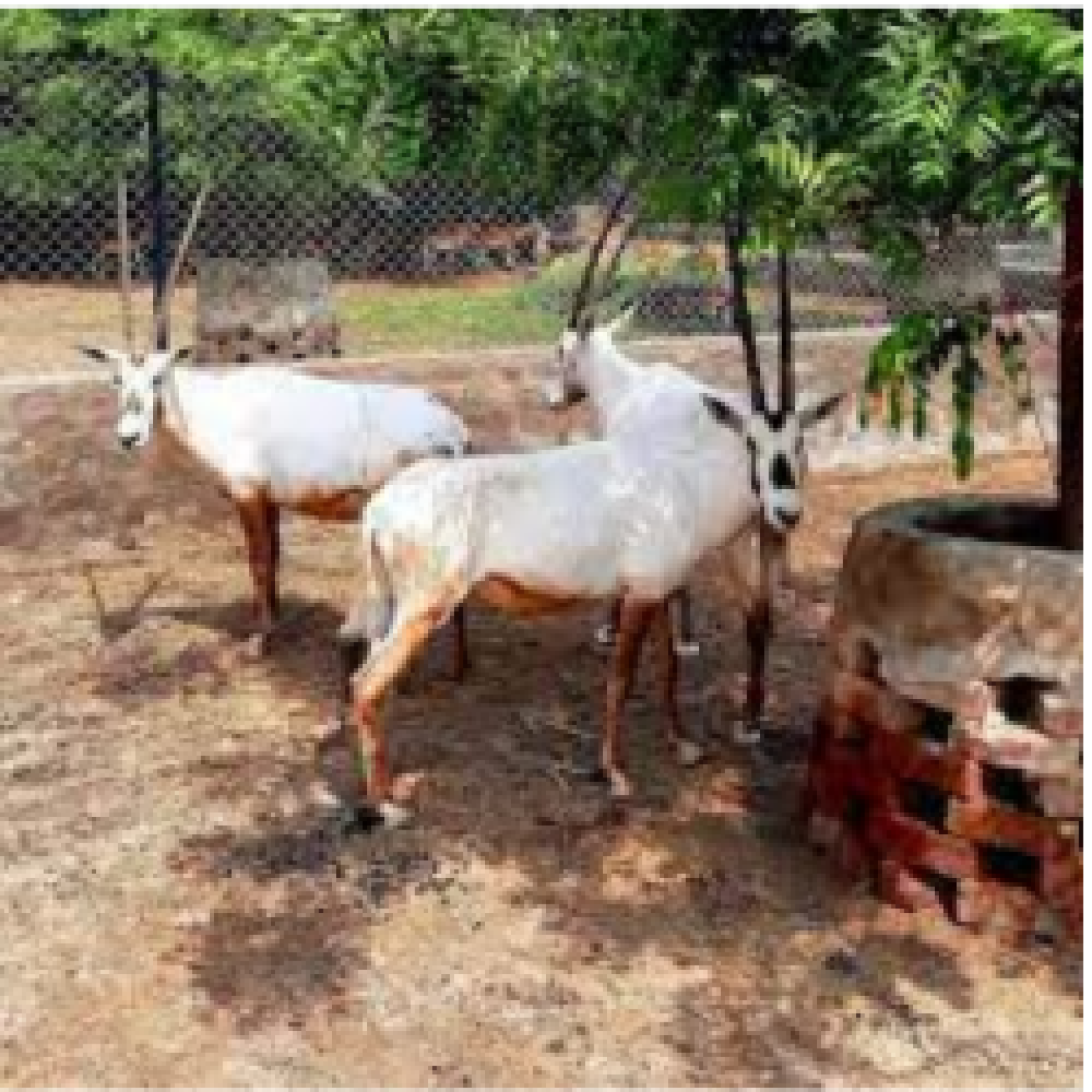 What to do in Rahimyar Khan ?: 10 Stunning Attractions for Foreign ...